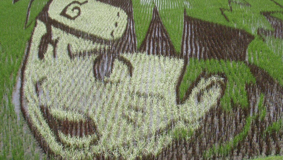A Huge Naruto Appears! Amazing Rice Field Art. | Tokyo Otaku Mode News