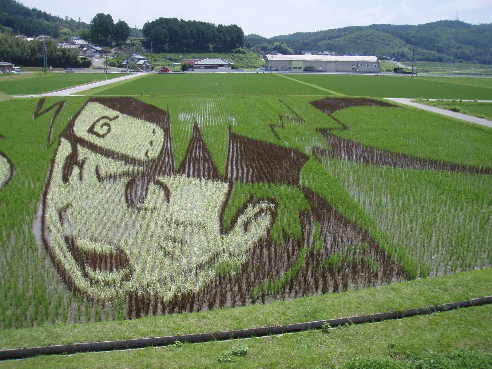 A Huge Naruto Appears! Amazing Rice Field Art. | Tokyo Otaku Mode News
