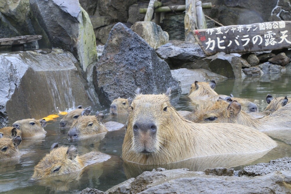 Let Capybaras Warm Your Soul in a Yuzu Bath! | Tokyo Otaku Mode News